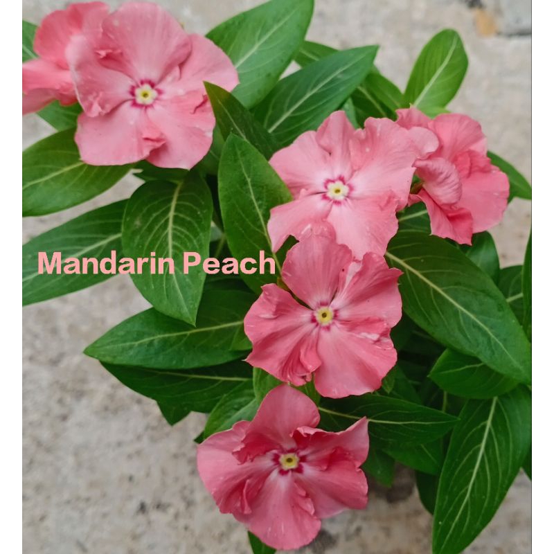 Jual biji bunga Vinca Mandarin peach | Shopee Indonesia