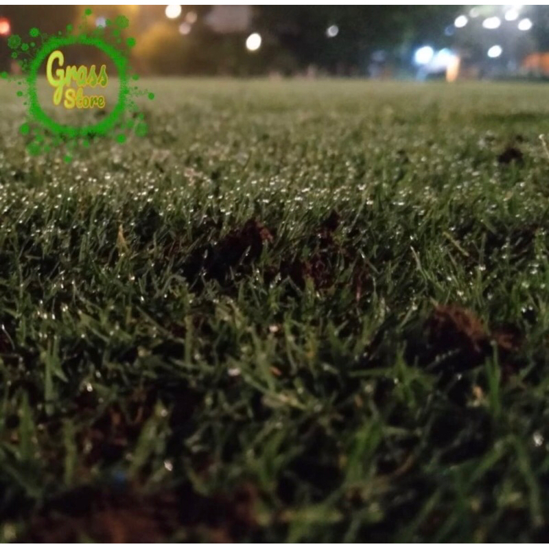 Jual Benih rumput golf 1kg/bermuda grass turf builder scotts/biji ...