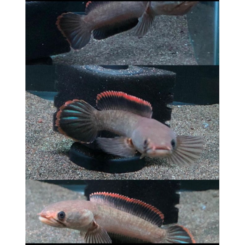 Jual TERMURAH CHANA LIMBATA | LIMBATA CB | LIMBATA CB LAWU | LIMABATA ...