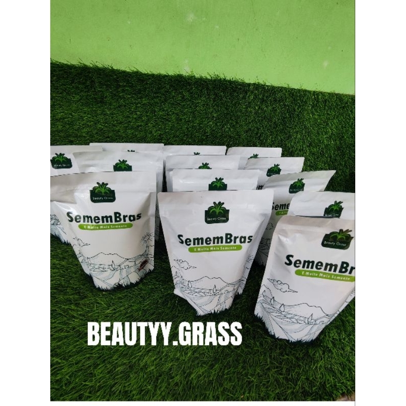 Jual SIGNAL GRASS - RUMPUT SIGNAL GRASS - Biji benih rumput signal ...