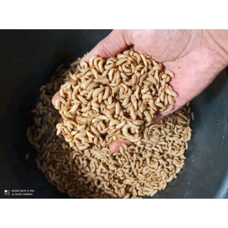 Jual Fresh Maggot Pakan Ayam Berkualitas UMKM per 250gram/Seperempat ...