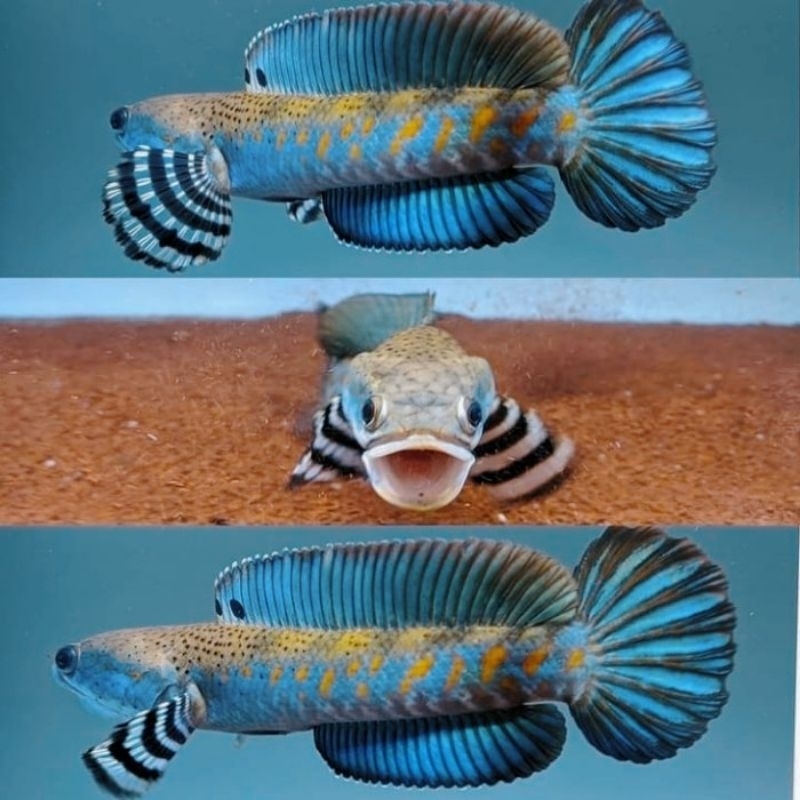 Jual Blue Pulchra full Dot Size 7-8-9-10-11-12cm Bergaransi 100 ...
