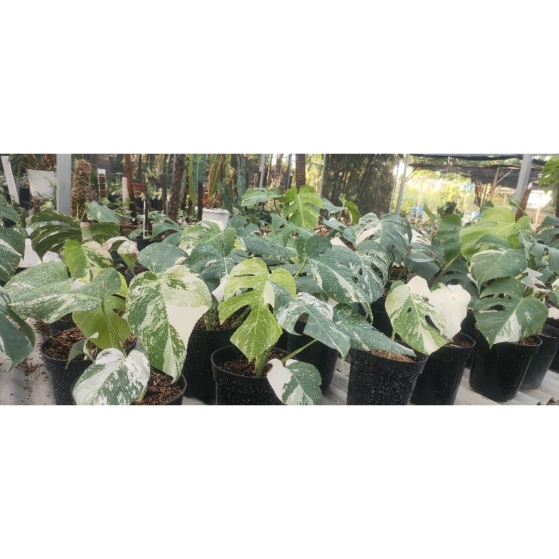 Jual Monstera Varigata | Shopee Indonesia