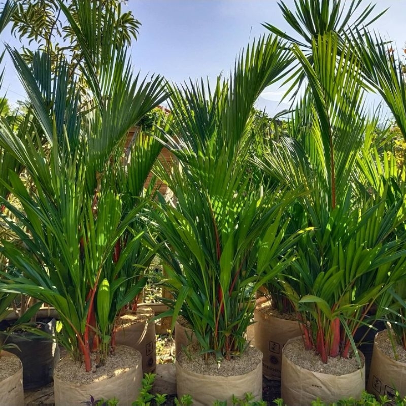 Jual TANAMAN HIAS PALEM MERAH 1 RUMPUN BESAR TINGGI 2 METER UP - POHON ...