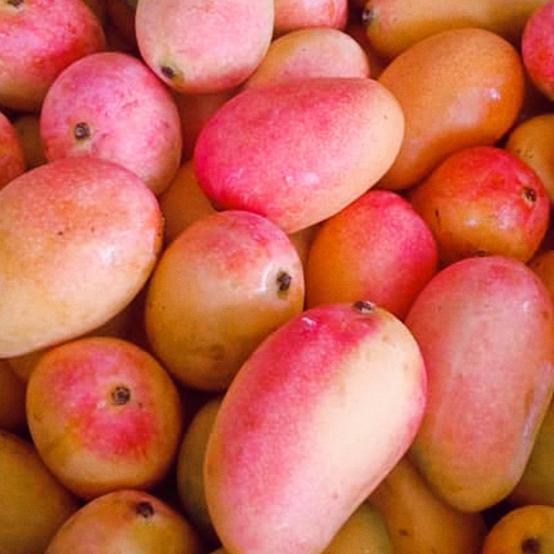 Jual JV MANGGA PODANG SULUHAN/MASAK POHON/SUPER BESAR/TANGGUNG/ 1Kg ...