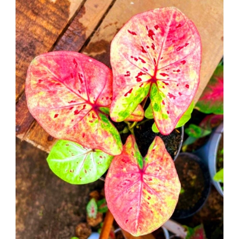 Jual Caladium H02 Keladi Hias H02 Tanaman Hias Keladi Murah Meriah ...