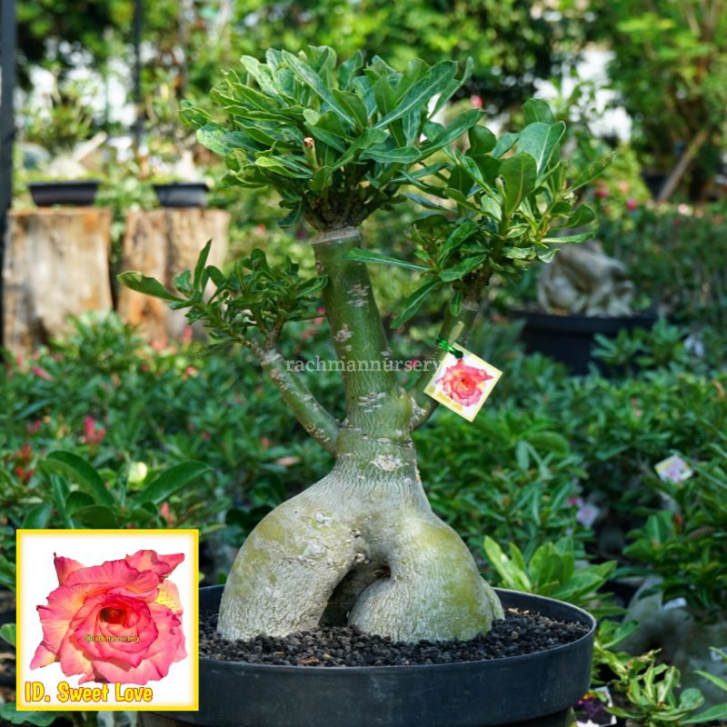 Jual Adenium Bunga Tumpuk | Shopee Indonesia