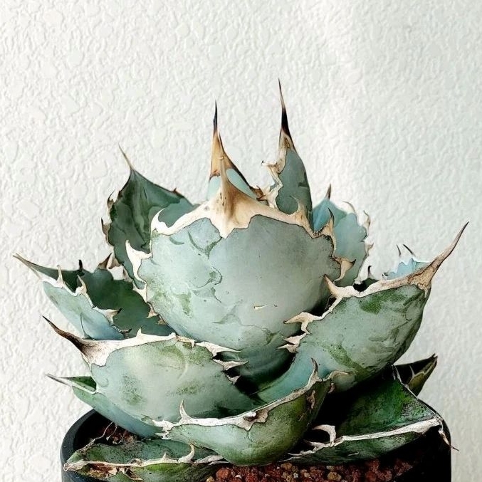 Jual Agave titanota "White Ice" Big Size | Shopee Indonesia