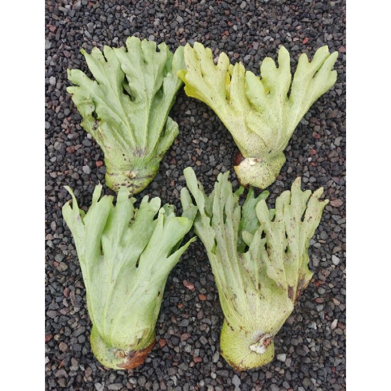 Jual platycerium wandae cabutan 50cm murah meriah, simbar wandae ...