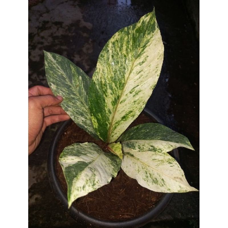 Jual Tanaman Hias Antharium Hokery variegata / hokeri variegata ...