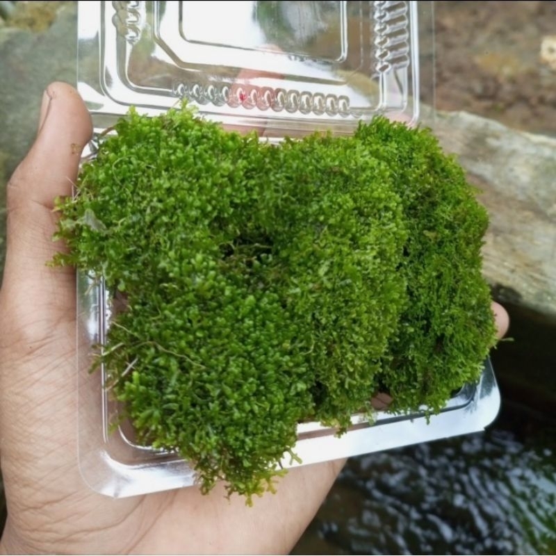 Jual Moss Ricardia Mini | Lumut Aquascape Media Mika tanaman aquascape ...
