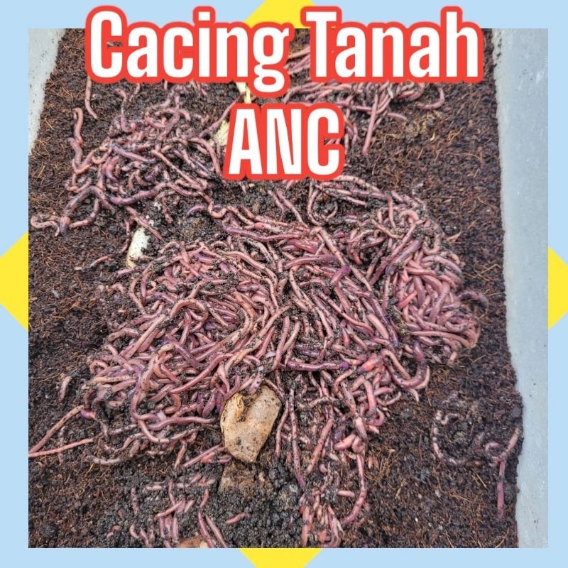 Jual cacing tanah hidup segar 250gr | Shopee Indonesia