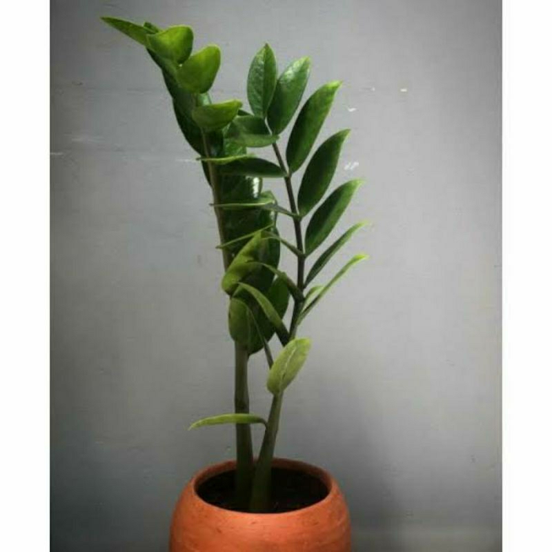 Jual tanaman hias zamia dolar | Shopee Indonesia