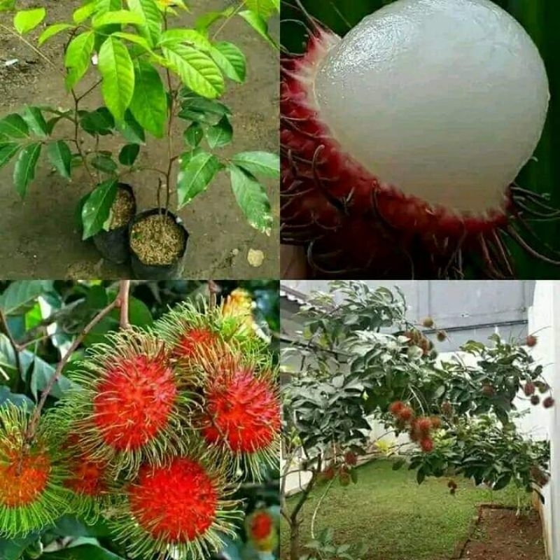 Jual Bibit Tanaman Rambutan Binjai genjah bisa berbuah di pot | Shopee ...