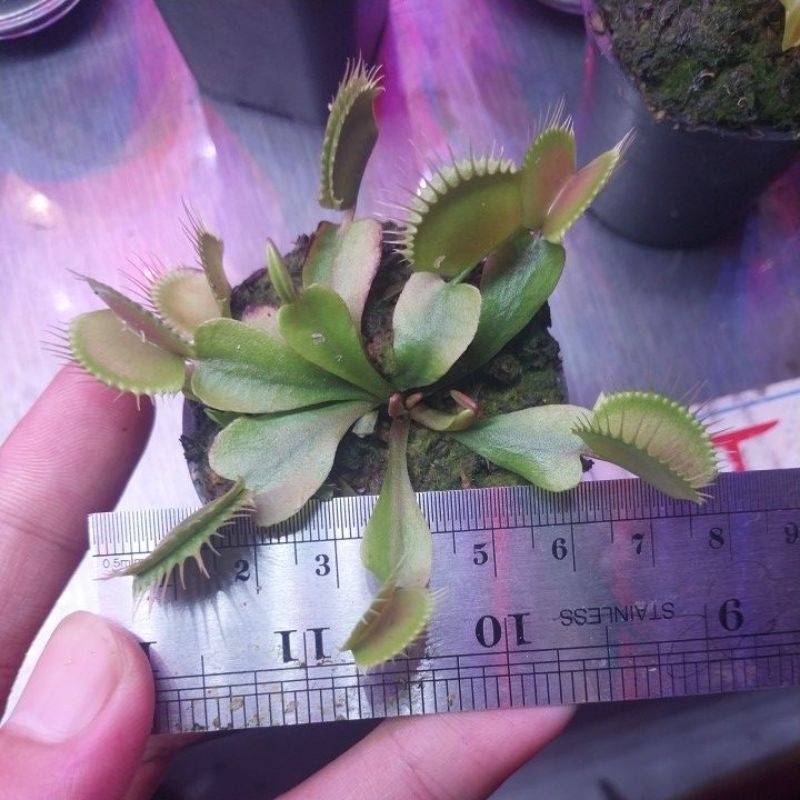 Jual tanaman hias mini venus flytrap diameter 7cm | Shopee Indonesia