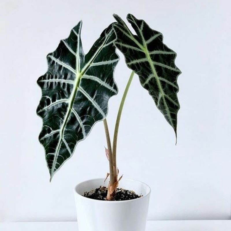 Jual Tanaman hias Alocasia Amazonica / Keladi Tanduk Rusa | Shopee ...
