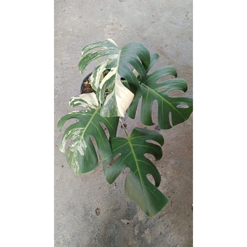 Jual Bunga monstera king varigata | Shopee Indonesia