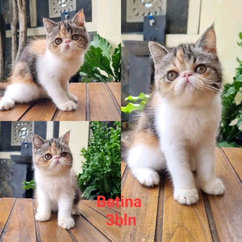Jual kucing exotic peaknose | Shopee Indonesia