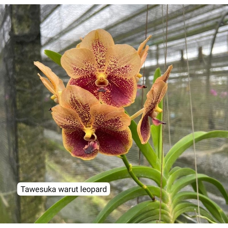 Jual vanda tawesuka x warut leopard | Shopee Indonesia