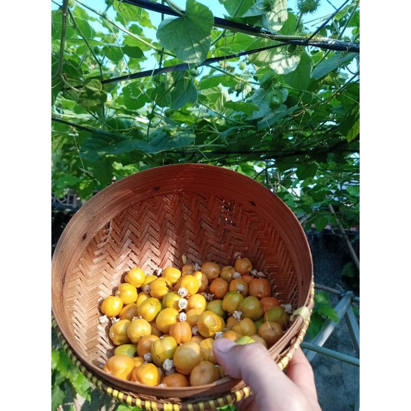 Jual Bibit benih biji buah rambusa isi 100 biji | Shopee Indonesia