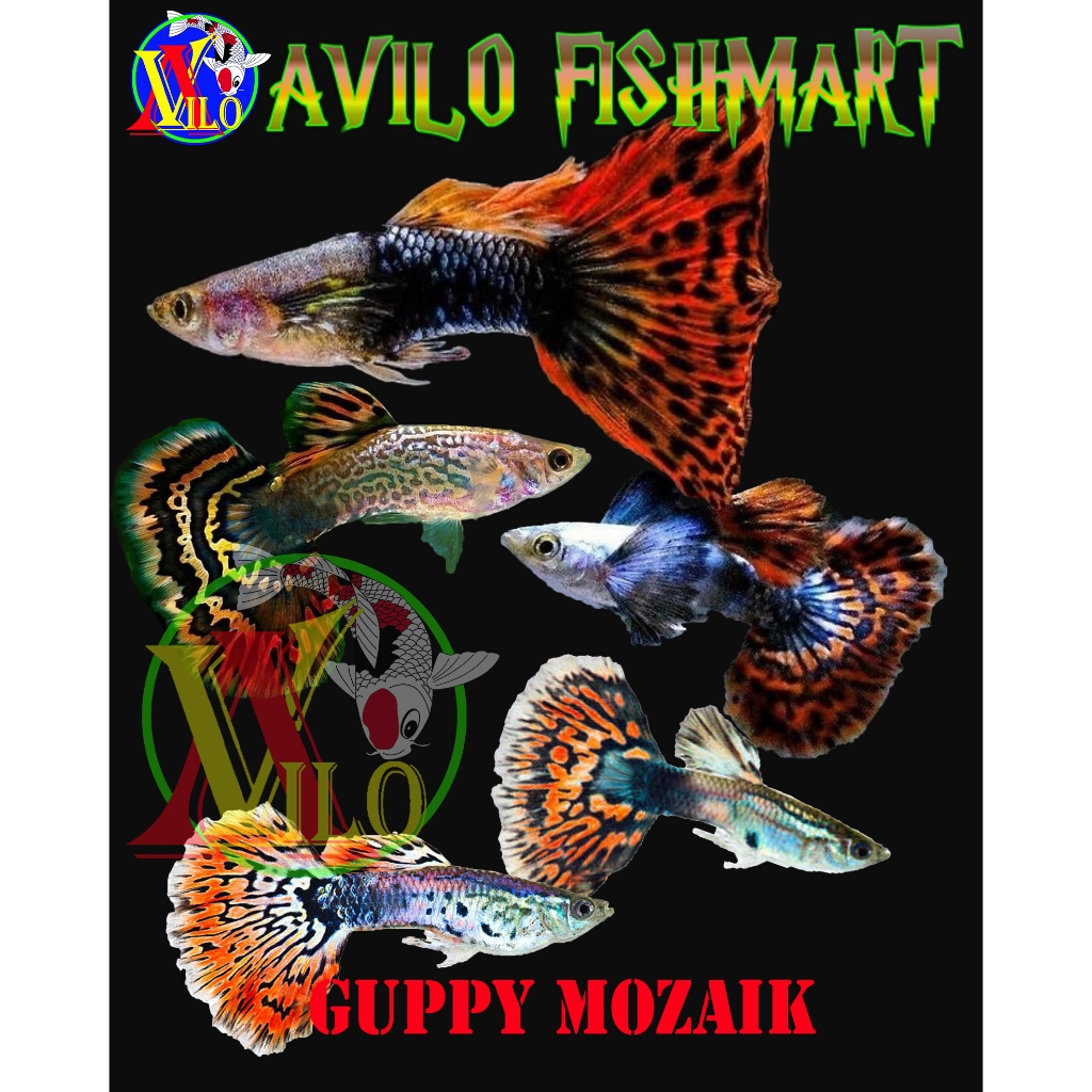 Jual ikan hias aquascape guppy gupi mozaik fish ekor lebar | Shopee ...