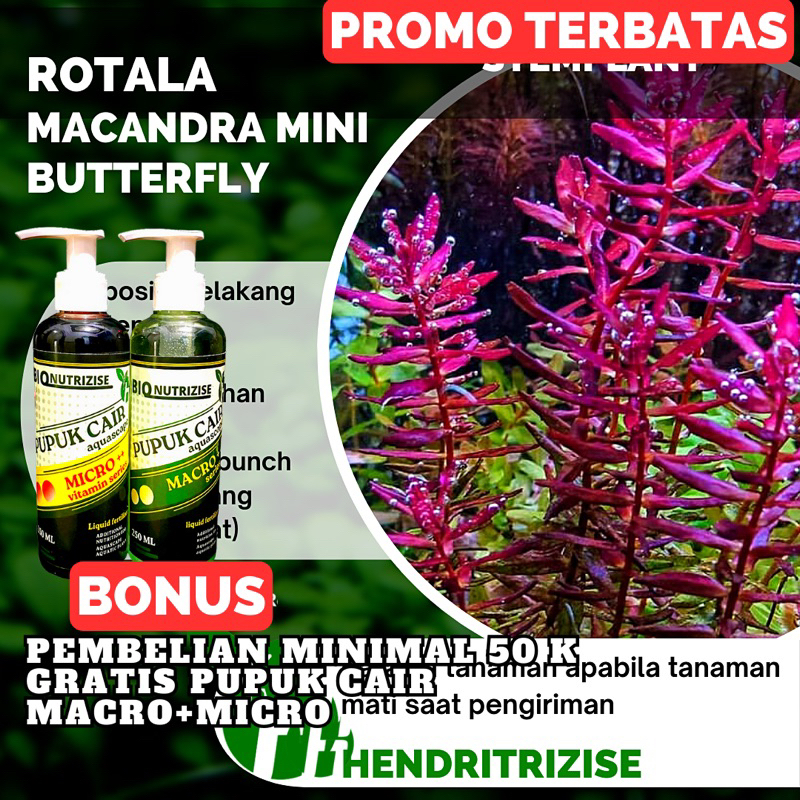 Jual Rotala Macandra mini butterfly - tanaman aquascape | Shopee Indonesia