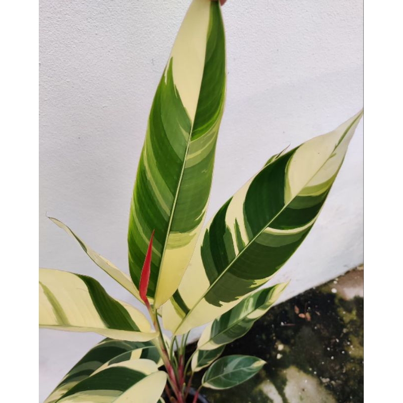Jual tanaman bunga pisang heliconia variegata - pisang heliconia ...