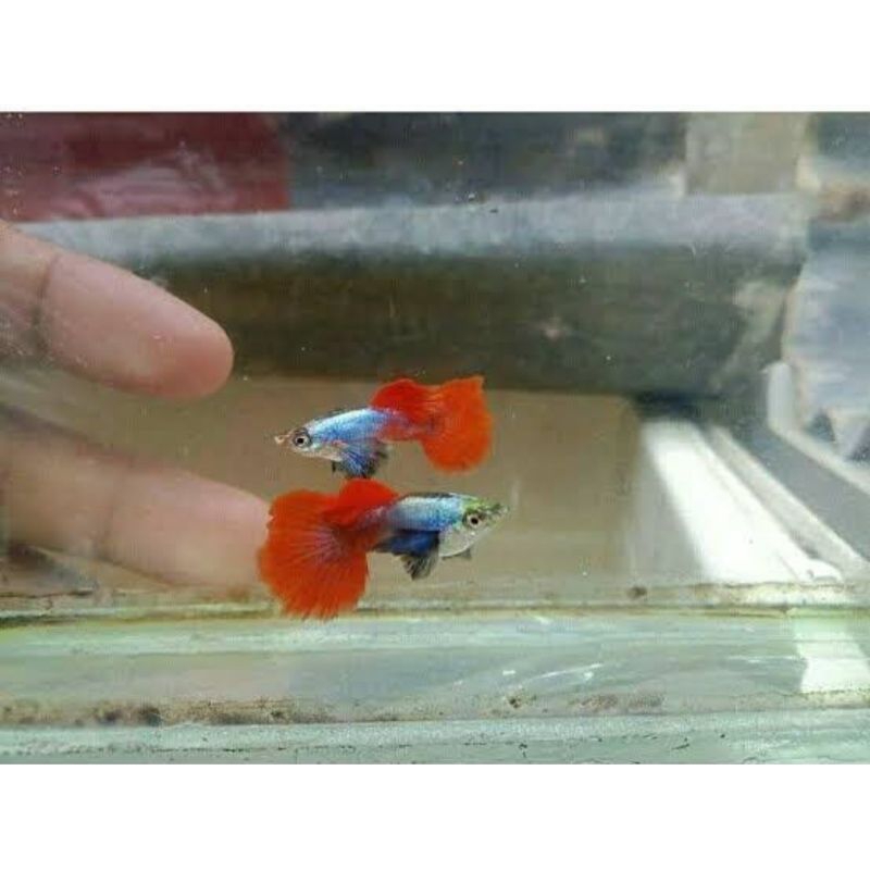 Jual Guppy PRTDE Jantan ikan hias air tawar aquascape/aquarium | Shopee Indonesia