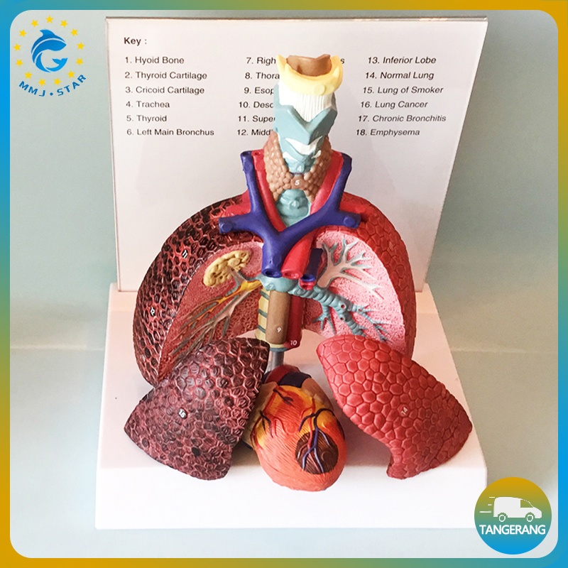 Jual Model Paru Paru Manusia Alat Peraga Pendidikan/Paru-Paru Manusia ...