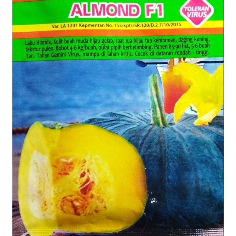 Jual 5 Butir BENIH WALUH LABU ALMOND ( Kemasan Repack ) | Shopee Indonesia