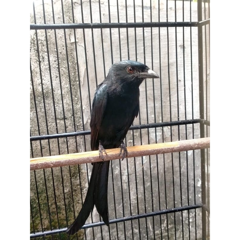 Jual Srigunting Hitam Jinak Gacorrrr Dorrr Cetrekan Harga NETTTTT | Shopee Indonesia