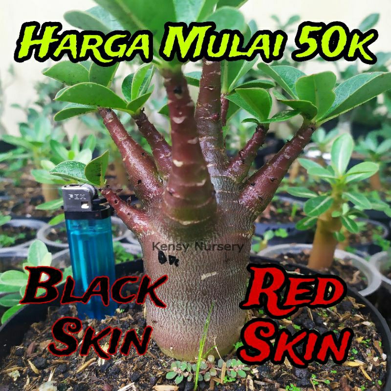 Jual ADENIUM SKIN HITAM | RED SKIN | BLACK SKIN | SKIN MERAH | SEEDLING ...