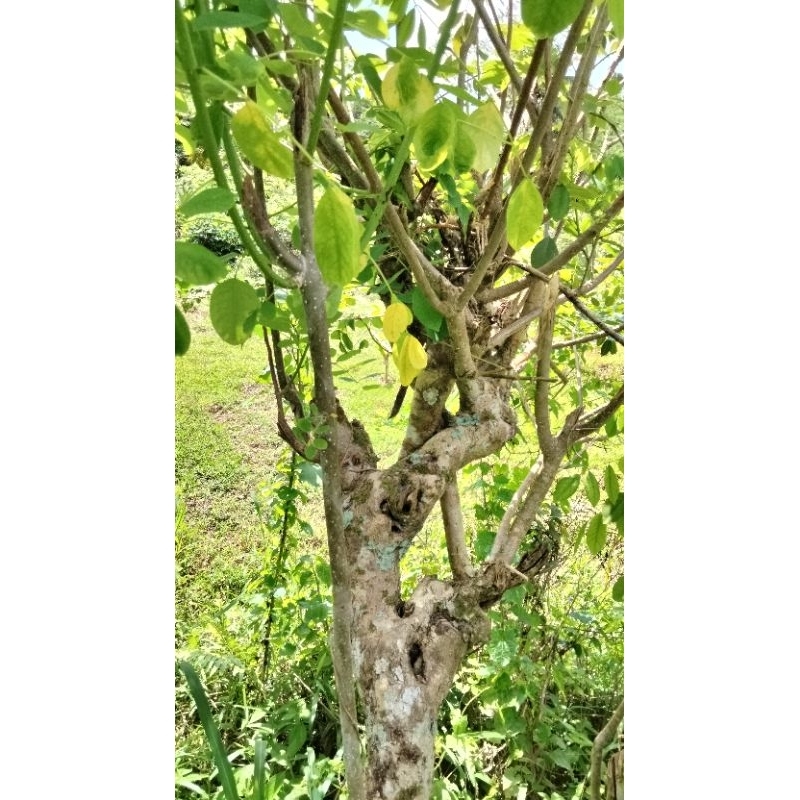 Jual BIBIT POHON GAMAL/KALIKIRIA ISI 5 UNTUK PAKAN TERNAK | Shopee ...