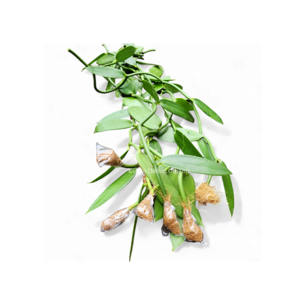 Jual KUKURING Bibit Vanili 1 meter sulur - Panili Unggul Per meter ...