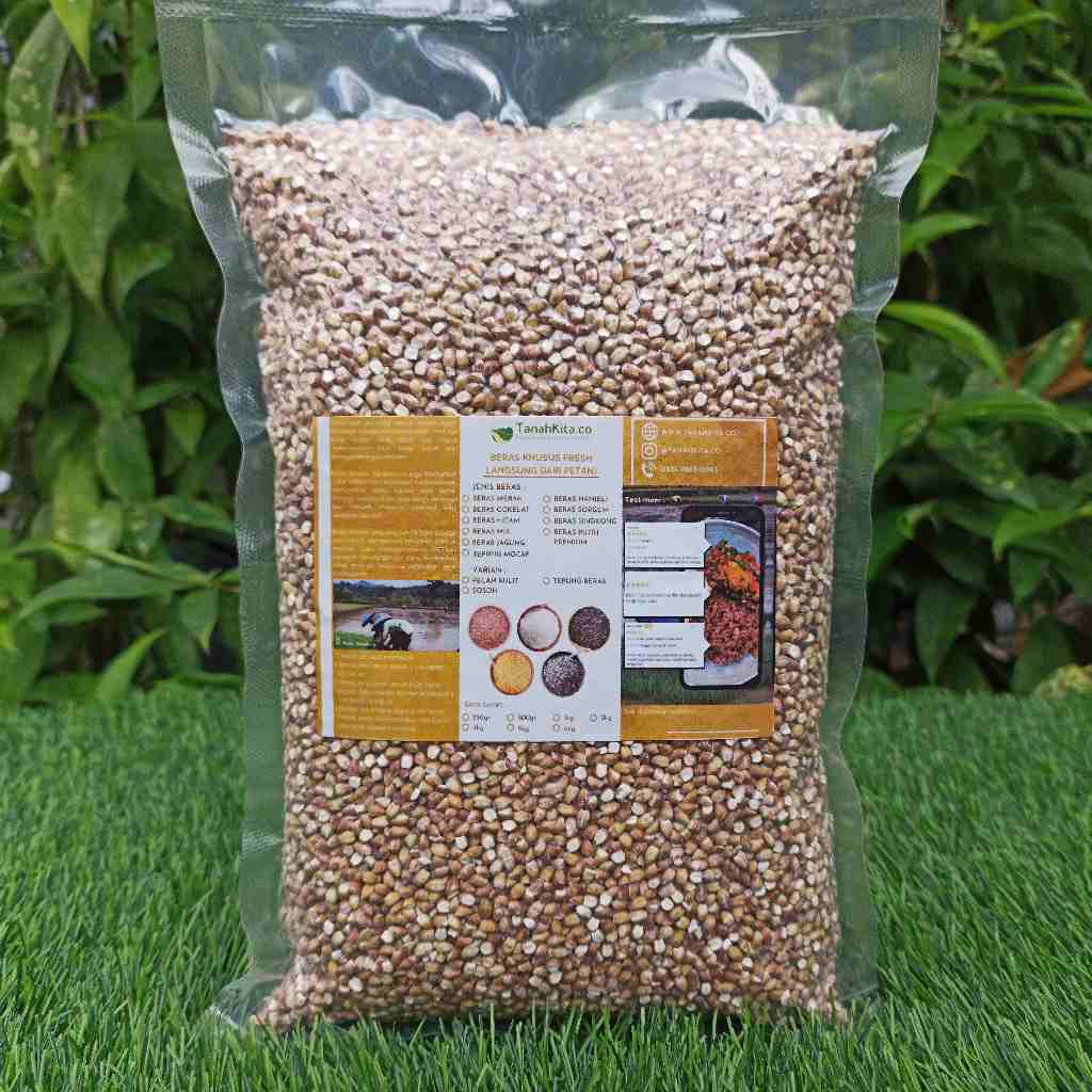 Jual Sorgum Ketan Merah | Enak dan Pulen | Fresh Langsung dari Petani ...