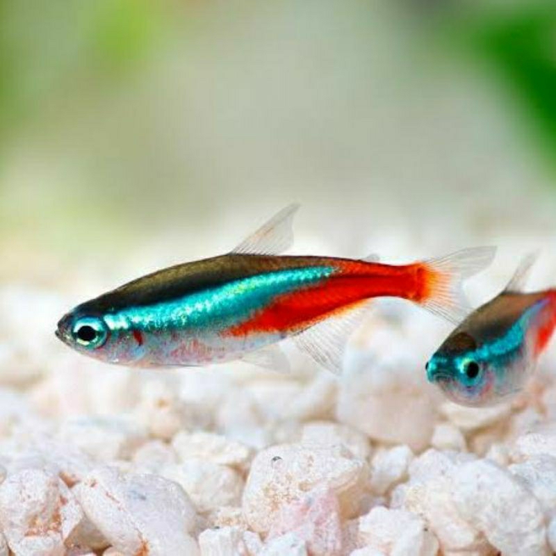 Jual ikan hias neon tetra jumbo / ikan hias cardinal tetra / ikan fish ...