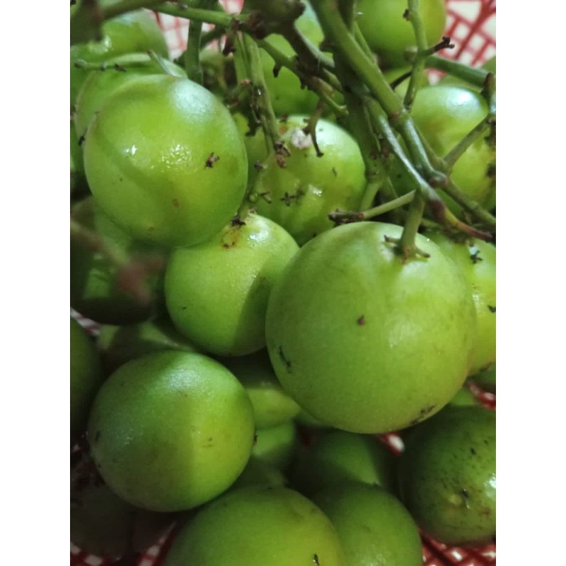Jual Buah Gandaria / jetake Jatake muda asam segar | Shopee Indonesia