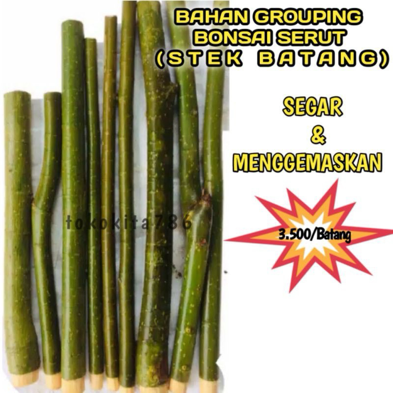 Jual bahan bonsai serut stekan/cuttting bahan GROUPING | Shopee Indonesia