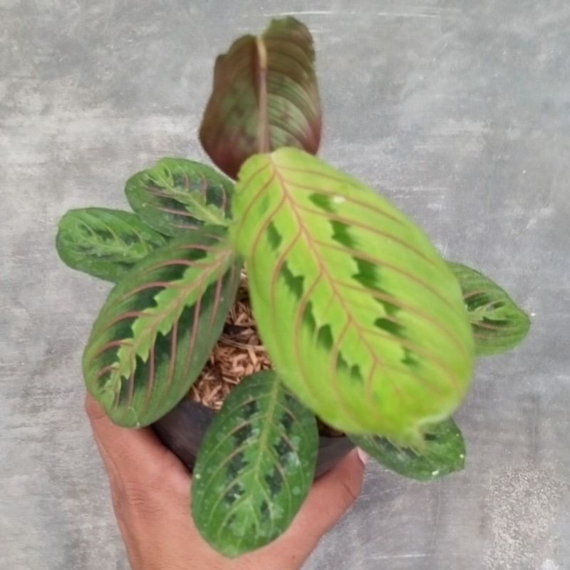 Jual Marantha variegata | Shopee Indonesia