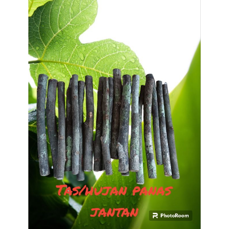Jual kayu tas hujan panas jantan 20cm | Shopee Indonesia
