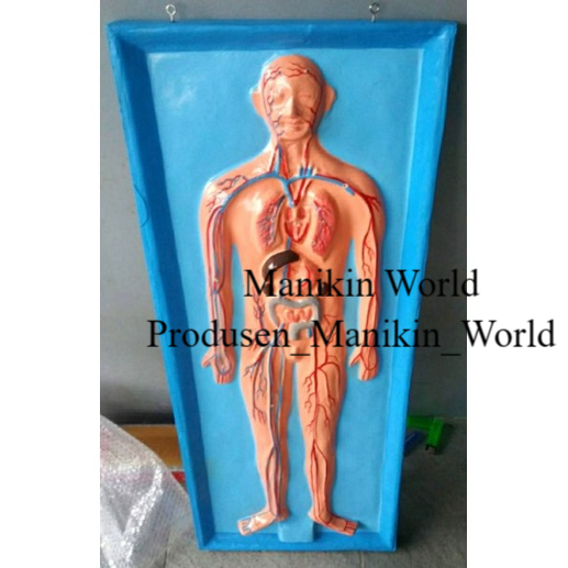 Jual Torso Alat Peraga Pendidikan | Sirkulasi Darah / Peredaran Darah ...