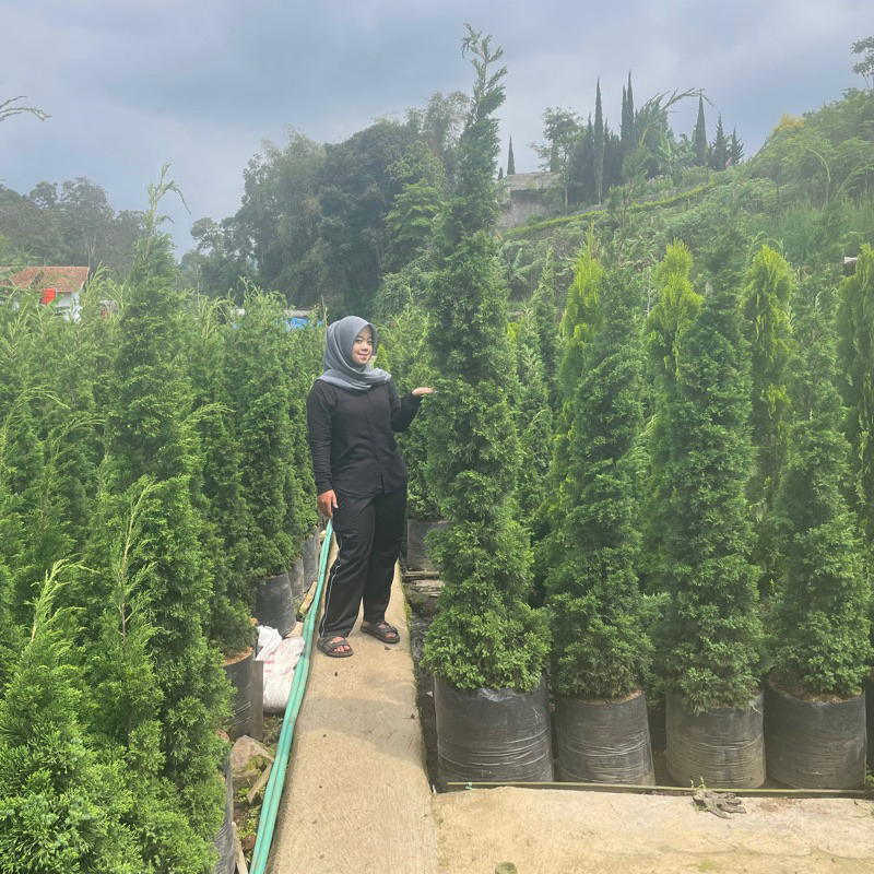 Jual cemara pua pua 2 meter | Shopee Indonesia