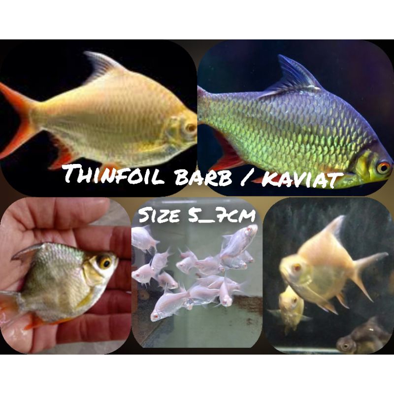 Jual ikan hias kaviat ( tankmate) | Shopee Indonesia