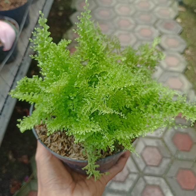 Jual Pakis Embun - Tanaman pakis embun | Shopee Indonesia