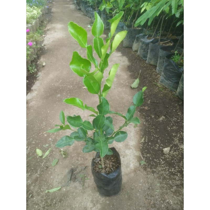 Jual Pohon Jeruk angka 8 besar rimbun | Shopee Indonesia