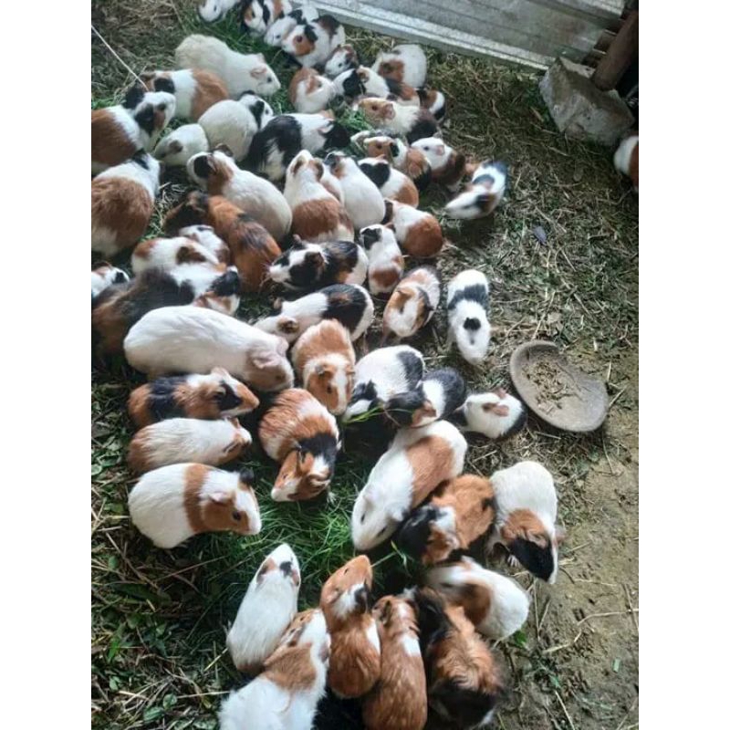 Jual Marmut Lokal Super Beli 20 Gratis 1 Bisa Pilih Jantan / Betina ...