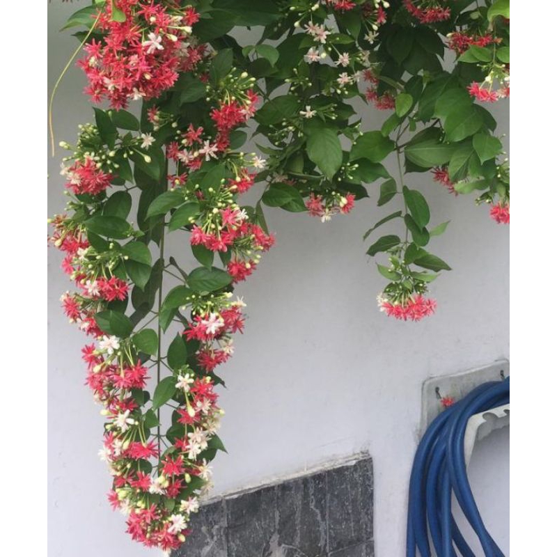 Jual Tanaman Rambat Melati Belanda Berbunga Wangi / Melati Belanda ...