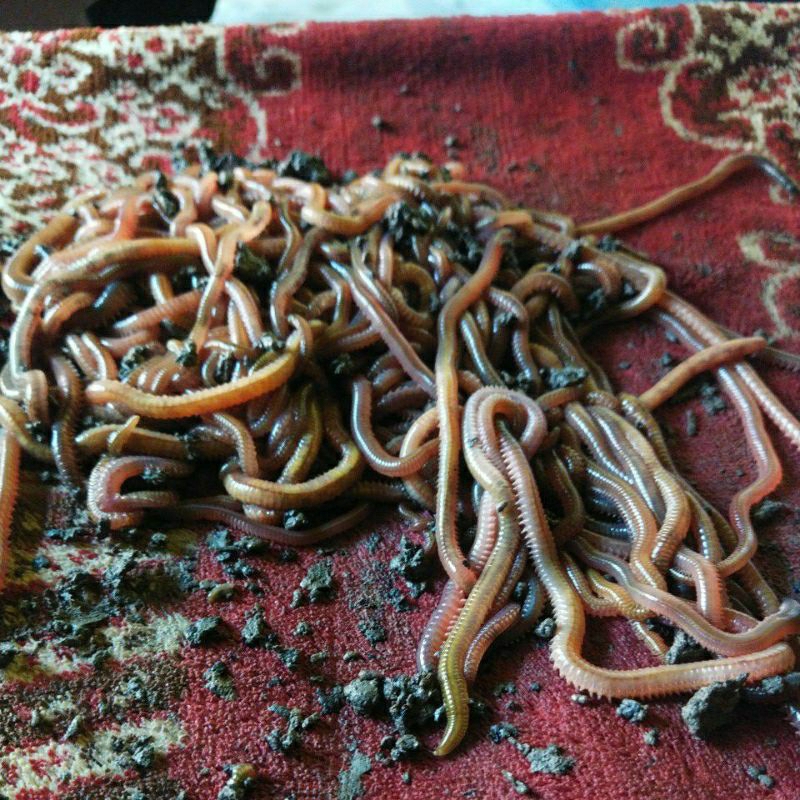 Jual CACING LAUT/ KILANG KILUNG( BESAR-BESAR) | Shopee Indonesia