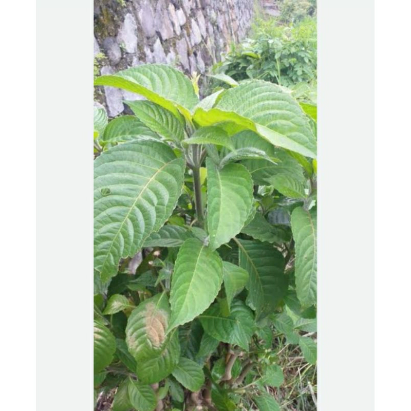 Jual batang stek bibit trichantera gigantea siap tanam | Shopee Indonesia