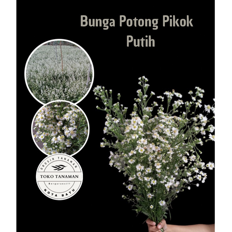 Jual Bunga Pikok Potong Segar Dekorasi | Shopee Indonesia